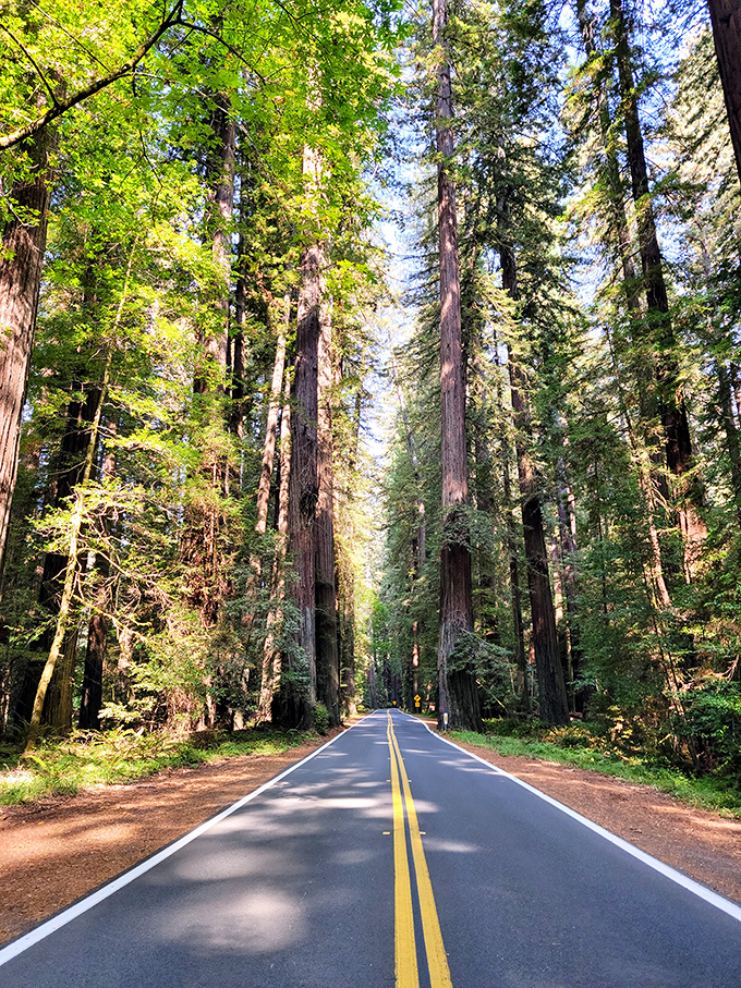 The Avenue of the Giants offers California's most majestic commute. This natural cathedral makes every other scenic drive look like a strip mall parking lot.