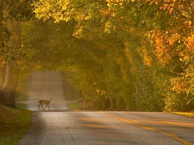 Autumn magic unfolds as a deer crosses the golden-hued road. This isn't just a drive—it's a Disney moment without the animation team.