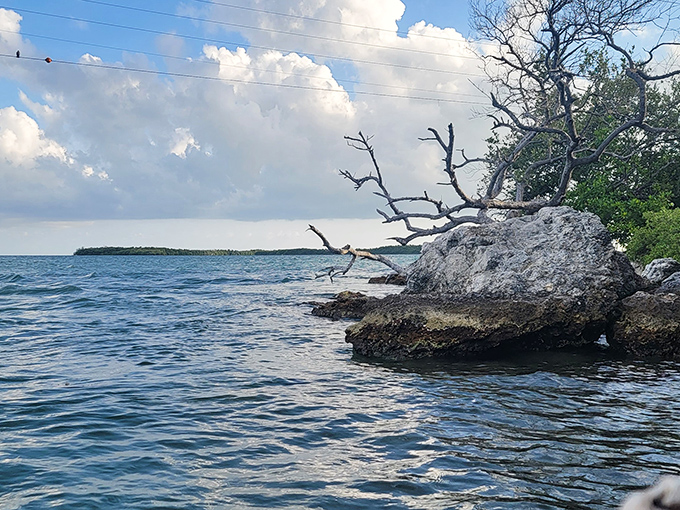 Nature's artistry on full display &ndash; weathered limestone and twisted driftwood frame the endless horizon where sky meets sea in perfect harmony.