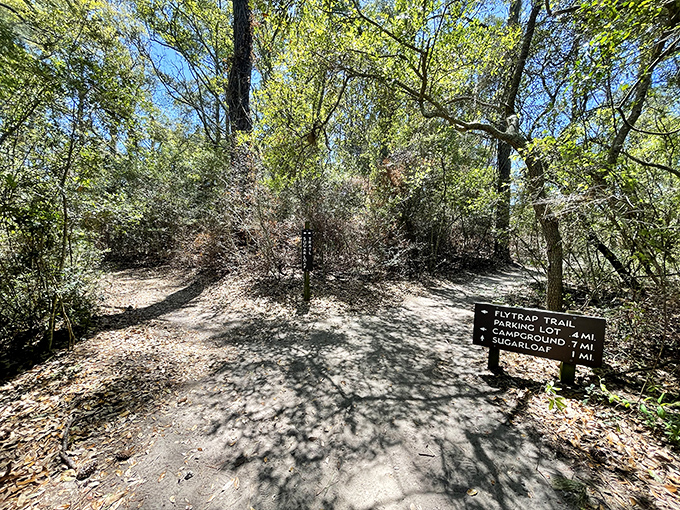 "Take the path less traveled," they said. At Sugarloaf Trail, that advice leads to breathtaking views and a fascinating glimpse into coastal history.