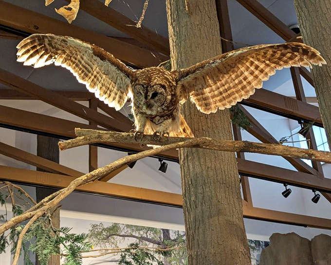 This magnificent owl display showcases the park's diverse wildlife. Those wings look ready for takeoff, even in stillness.