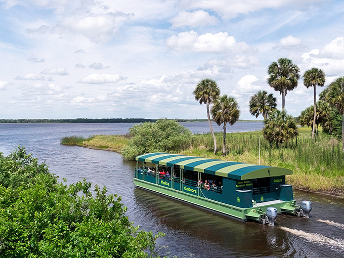 The Myakka River Queen glides through pristine waters, a floating porch that brings you face-to-face with wild Florida without breaking a sweat.