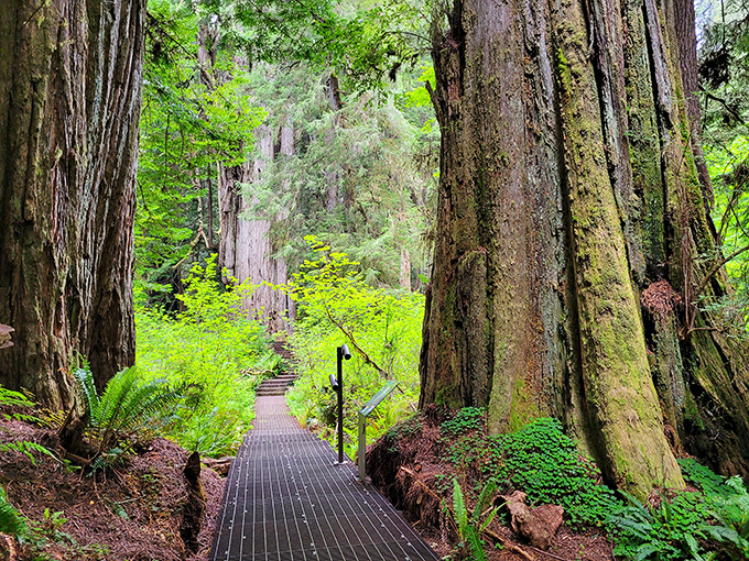 Walking this boardwalk through towering redwoods feels like entering nature's cathedral. The dress code? Comfortable shoes and a sense of wonder.