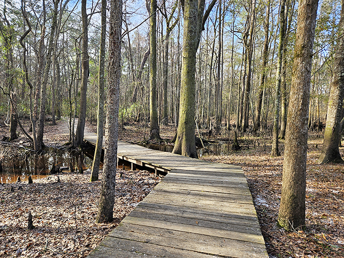 The wooden boardwalk meanders through a mystical cypress swamp, where every step feels like walking through nature's cathedral. No admission fee required.