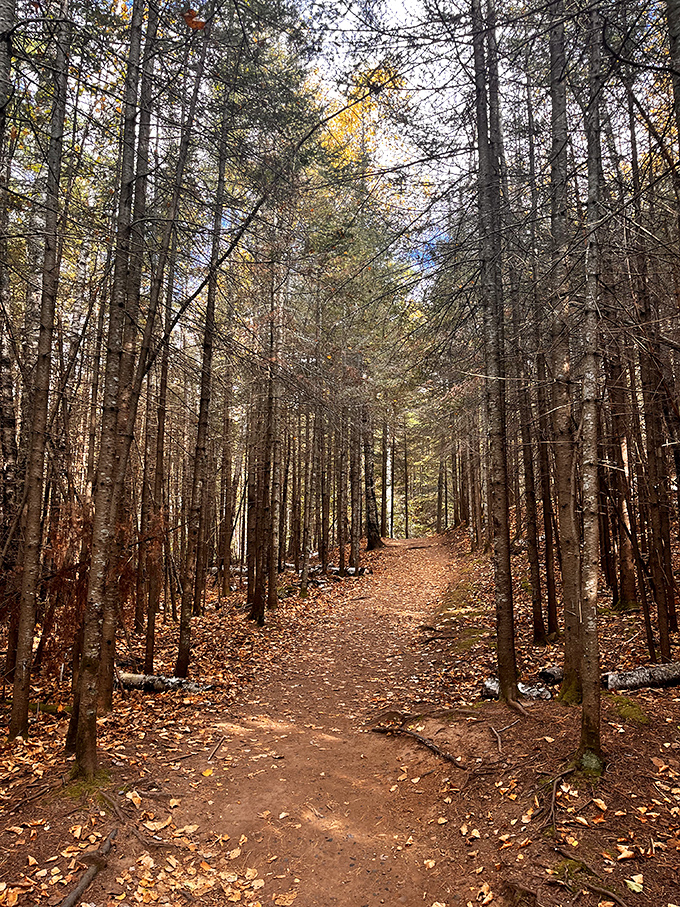 Fall's golden carpet rolls out between towering pines, creating a trail that practically whispers, "Netflix can wait&mdash;adventure can't."