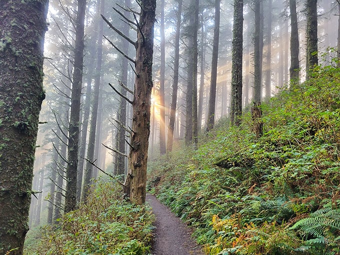 Nature's cathedral reveals itself through morning mist, promising adventures that don't require Wi-Fi passwords.