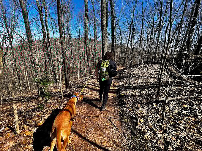 The journey is half the adventure! This winding trail through winter-bare woods promises treasures for those willing to put in the footwork.