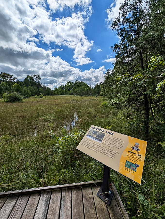 Where sky meets wetland. This expansive view showcases the preserve's open meadow habitat, complete with educational signage explaining the delicate balance of this ancient landscape.