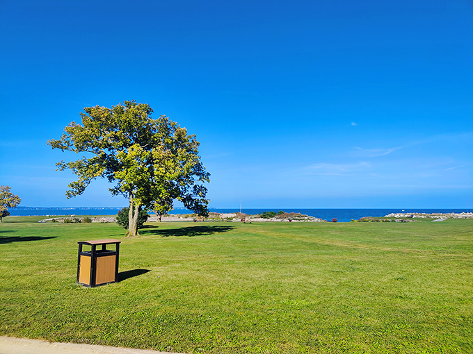 Nature's perfect landscaping: a lone tree stands guard over Lake Erie's vastness, proving sometimes the simplest views are the most breathtaking.