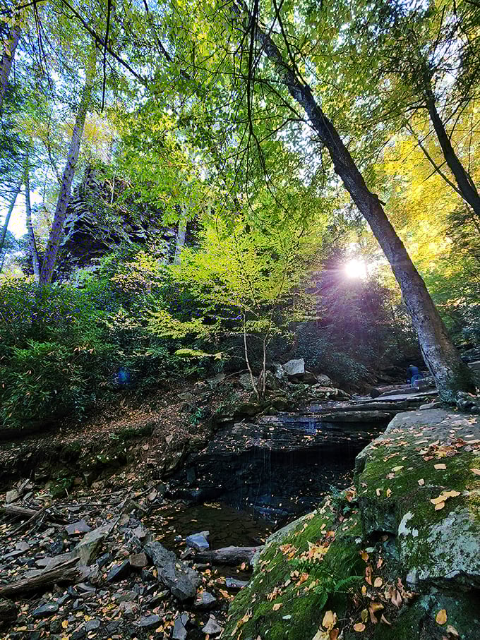 Sunlight dances through emerald canopies, creating a cathedral of leaves above the creek. Proof that the best filters aren't on Instagram.