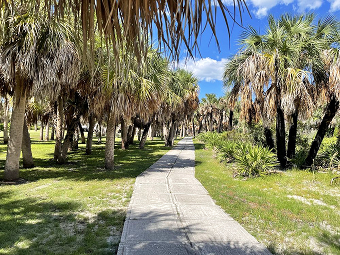 Nature's hallway lined with palm sentinels. This path whispers old Florida secrets as you stroll beneath the fronds.