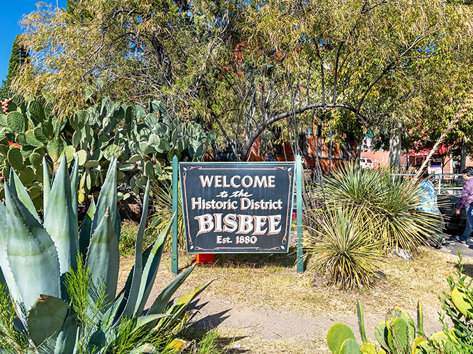 Desert meets history at Bisbee's welcome sign, where prickly pear cacti stand guard like spiny doormen welcoming you to this 1880s time capsule.