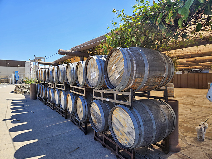 Oak barrels basking in the California sunshine&mdash;each one a cocoon where grape juice metamorphoses into liquid poetry.