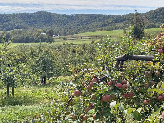 Rolling hills and apple trees create Virginia countryside that looks like someone painted your perfect autumn daydream.