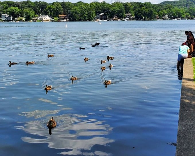 Hopatcong's waters host a duck convention while visitors enjoy front-row seats to nature's daily show.