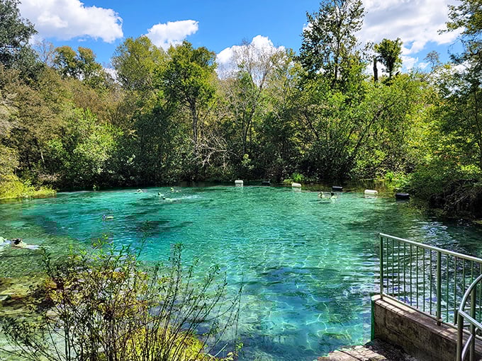 Watercolor painting come to life! Ichetucknee's crystal waters reflect the surrounding greenery like nature's own Instagram filter.