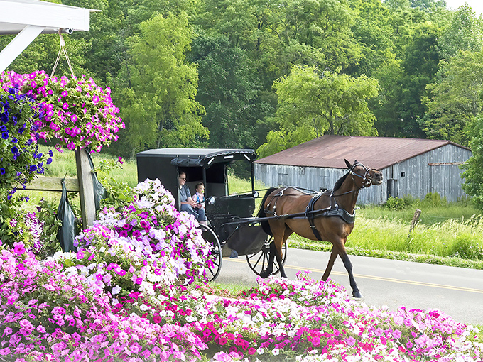 Nothing says "slow down" quite like an Amish buggy passing blooming flowers. Life's pace changes the moment you arrive.