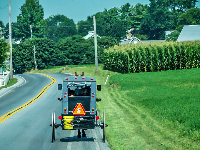 Morning in Bird-in-Hand, where the commute involves hooves, not highways, and the pace is deliciously unhurried.