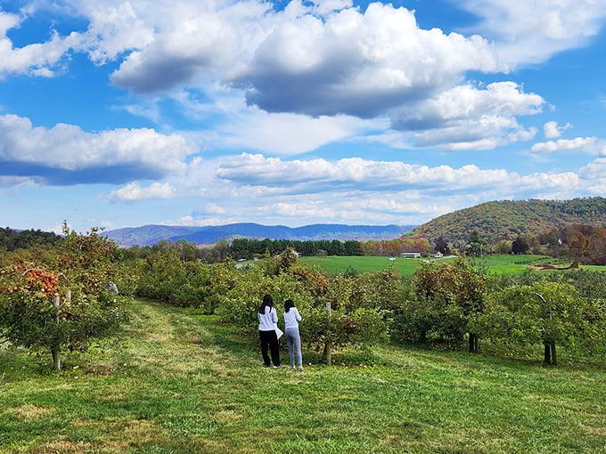 These mountain-hugged orchards prove the best apples grow where the scenery steals your breath before you bite.