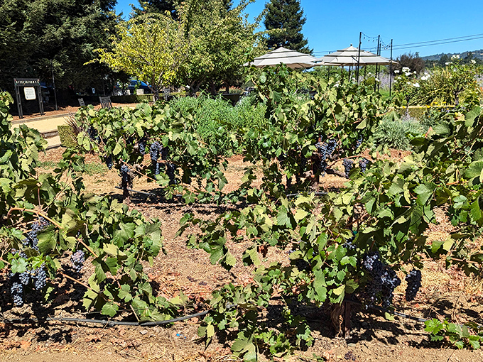 Tiny grapes with big dreams! These sun-soaked clusters are just waiting to become your next favorite Sonoma wine.