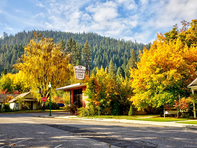 Fall's golden confetti rains around Plumas County Title, where Quincy's stop signs seem to say "pause and appreciate this autumn masterpiece."