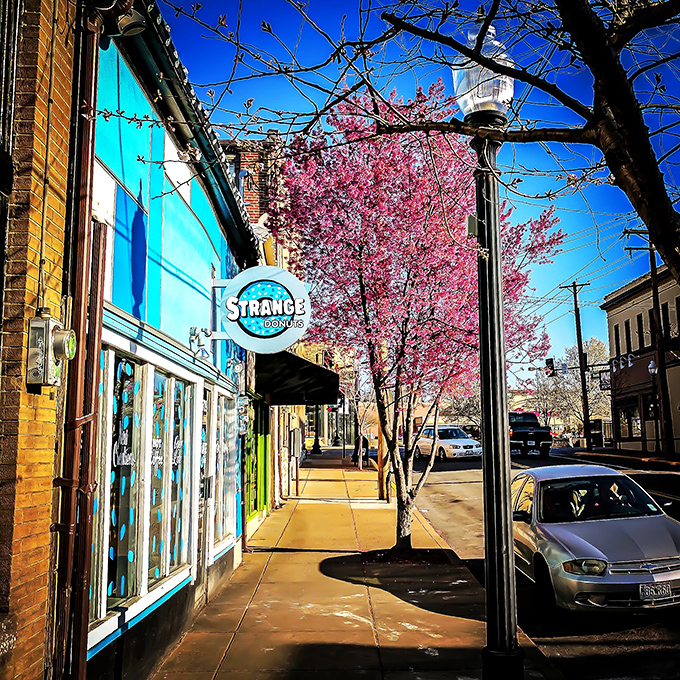 When spring arrives, Strange Donuts becomes even more magical, framed by cherry blossoms like a sweet treat in nature's display case.