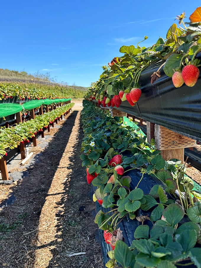 Strawberry architecture at its finest. These elevated growing beds mean less back pain, more berry gain!