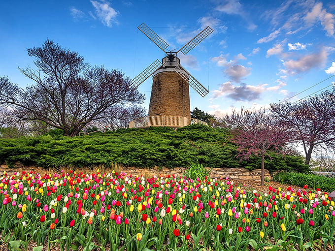 This authentic Dutch windmill surrounded by spring tulips transforms Kansas into a European postcard come to life.