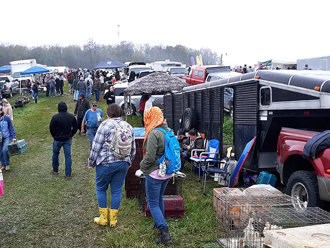 Weekend warriors gather where deals flow like coffee and conversations never end - pure flea market magic.