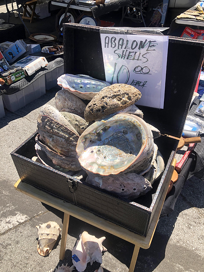 Mother Nature's jewelry box! These iridescent abalone shells once housed sea creatures and now await their second act as your home's coastal accent piece.