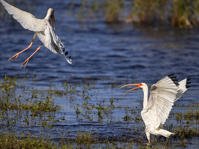 Ballet in the wild: White ibises perform their choreographed landing, proving Florida's wildlife has better coordination than most of us on the dance floor.