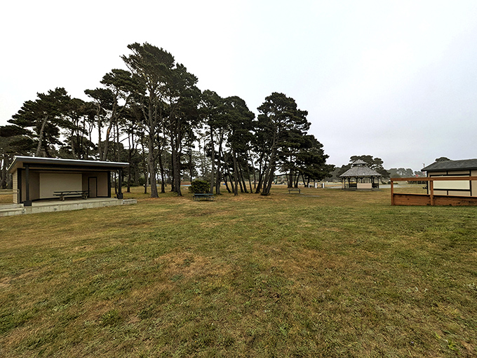 Nature and recreation blend seamlessly at this park where shore pines create natural sculptures against the coastal sky.