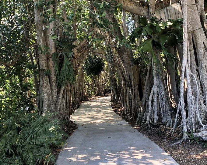 Walking through this banyan tunnel feels like entering a fantasy novel &ndash; half expecting woodland creatures to start giving directions.