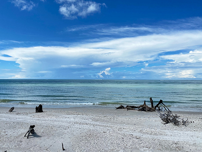 Nature's artistry on full display&mdash;driftwood sculptures against a canvas of turquoise water and powder-white sand. Gallery admission: completely free.