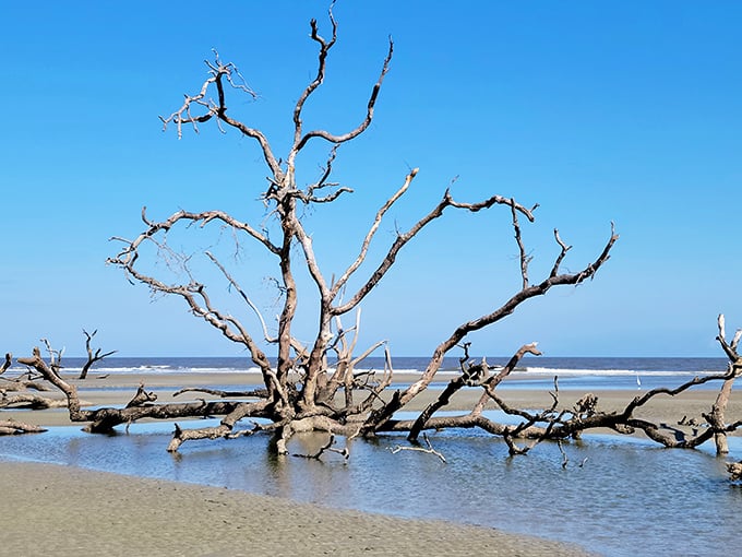 Nature's art gallery: bleached driftwood sculptures create an otherworldly landscape where forest meets ocean in dramatic fashion. 