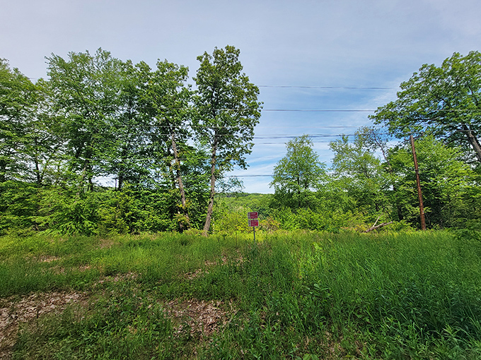 Cabot Woods offers trails where the only thing rushing is the occasional squirrel with questionable time management skills.