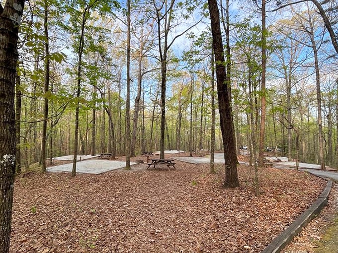 Camping among the trees&mdash;where the five-star amenities include birdsong wake-up calls and a ceiling of stars that no hotel can match.