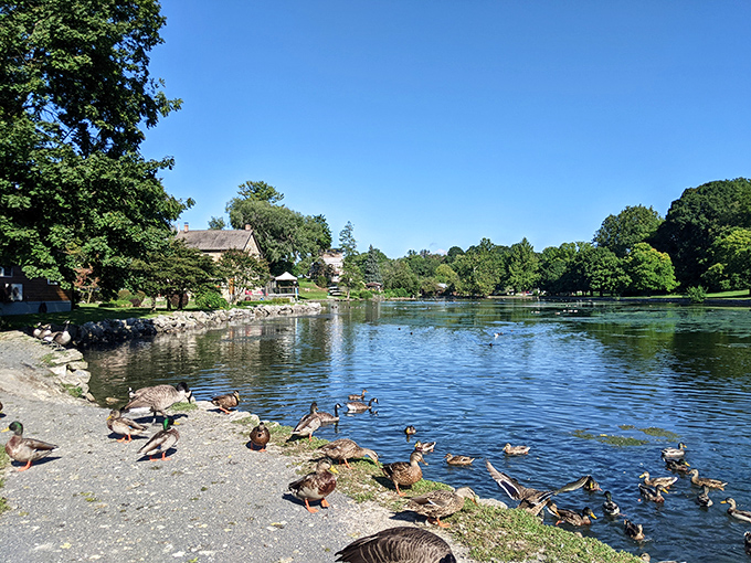 Where ducks live better than most of us do, lounging by crystal-clear waters while contemplating their good fortune.