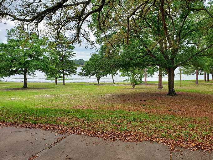 Chipley Park's trees frame the lake view, creating nature's perfect proscenium where squirrels perform their daily acrobatics show.