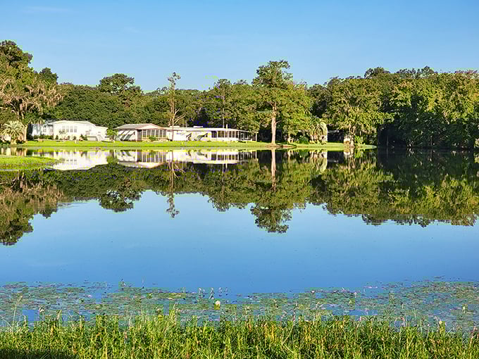 Mirror-like waters create perfect reflections of lakeside homes, showcasing Florida's natural beauty that feels worlds away from tourist crowds.