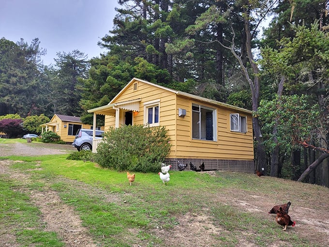 These cheerful yellow cottages aren't just Instagram-worthy accommodations&mdash;they're your front-row seat to authentic farm living.