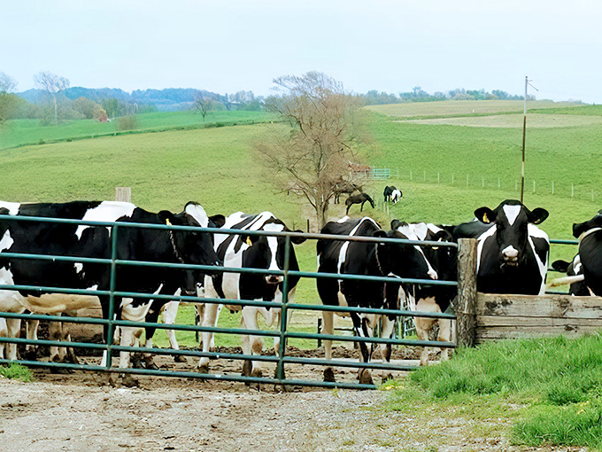 These black and white residents produce some of Ohio's finest dairy products. As the saying goes in Charm: good cheese comes to those who wait.