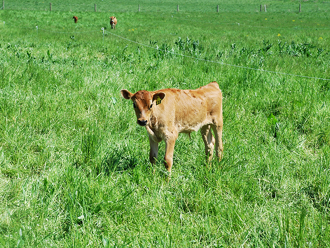 This young calf isn't just posing for the camera&mdash;it's showcasing what real farm-to-table means before the table even enters the equation.