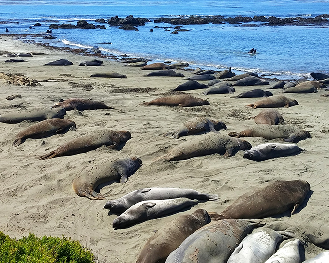 Nature's ultimate beach party &ndash; these elephant seals aren't social distancing, but they've mastered the art of coastal relaxation.
