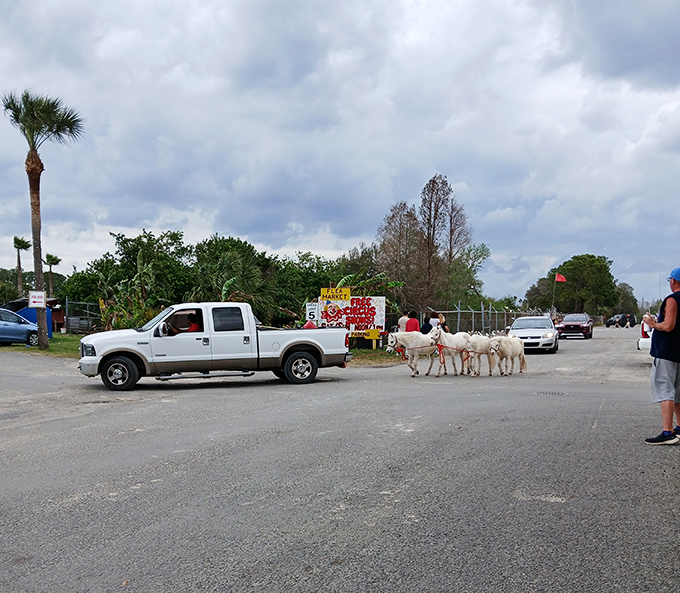 Just when you think you've seen it all, a parade of goats appears. Florida's flea markets: expect the unexpected.