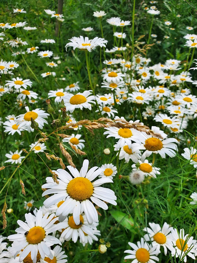 A daisy convention in full swing! These cheerful blooms look like they're gossiping about which butterfly visited whom yesterday.