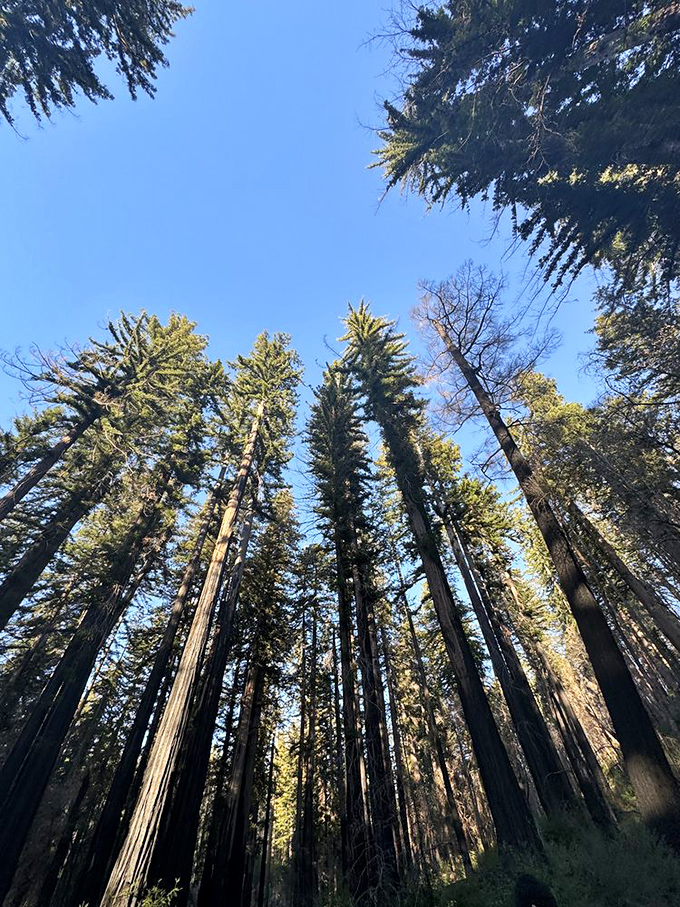 Looking up never gets old here. These towering sentinels make your everyday problems seem delightfully insignificant by comparison.