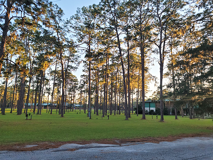 Towering pines create nature's cathedral at Forest Capital Museum State Park, where Florida's timber history comes alive without the admission prices of Orlando.