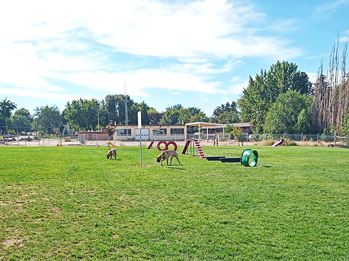 The local dog park proves Payette caters to four-legged retirees too, where pups navigate agility equipment while their humans enjoy the simple pleasure of conversation.