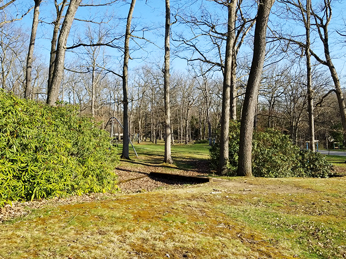 Hasson Park offers a tranquil escape where dappled sunlight plays through the trees, creating nature's own stained-glass effect on the forest floor.